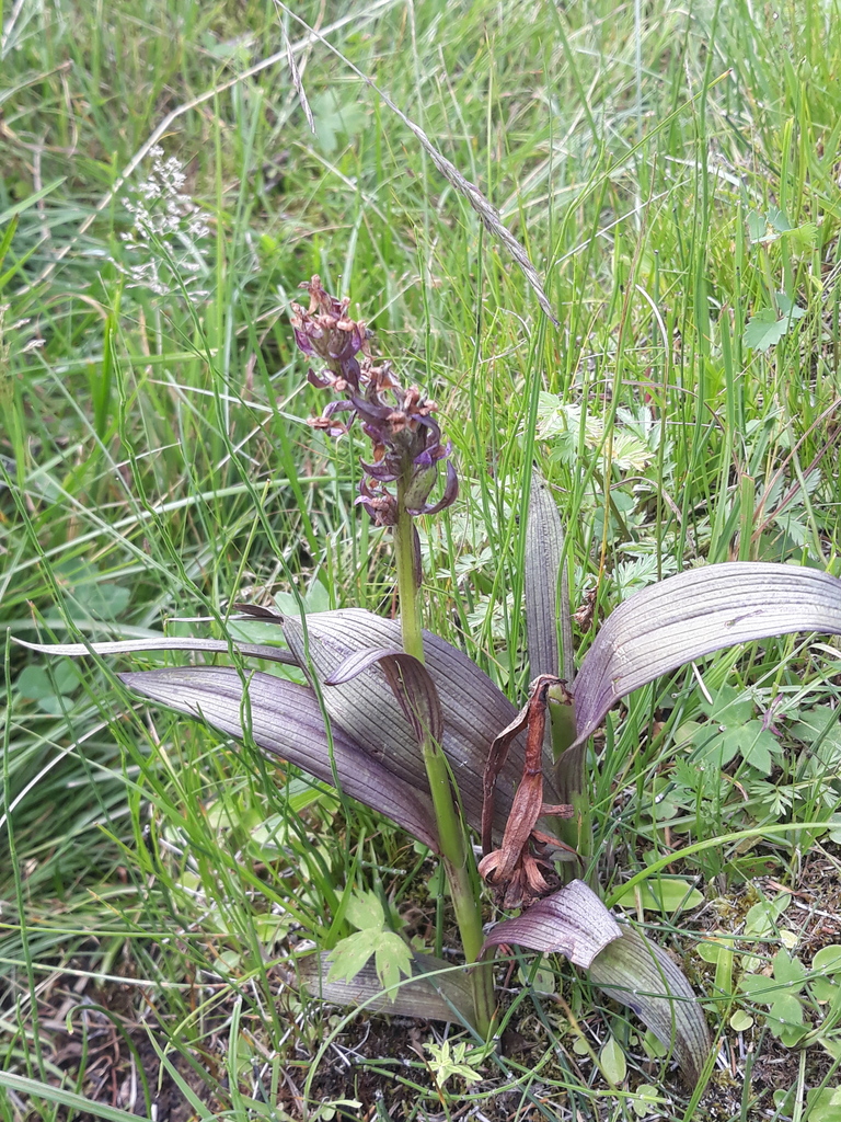 Early Marsh-orchid from Тура́н, Респ. Бурятия, Россия, 671015 on July ...