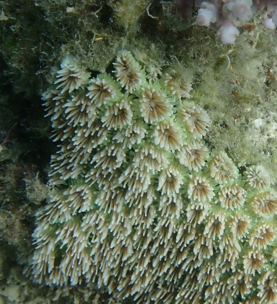 Galaxy Coral in October 2023 by johnm3557 · iNaturalist