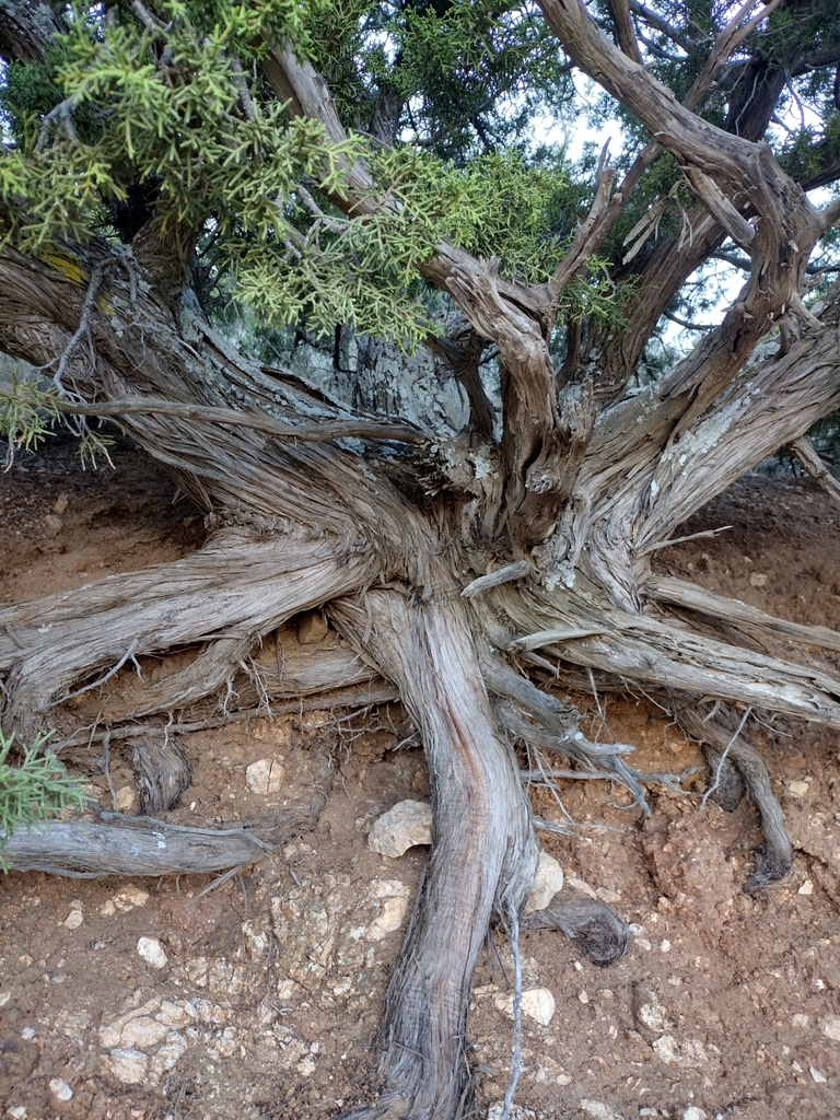 California juniper from Acton, CA 93510, USA on November 19, 2023 at 03 ...
