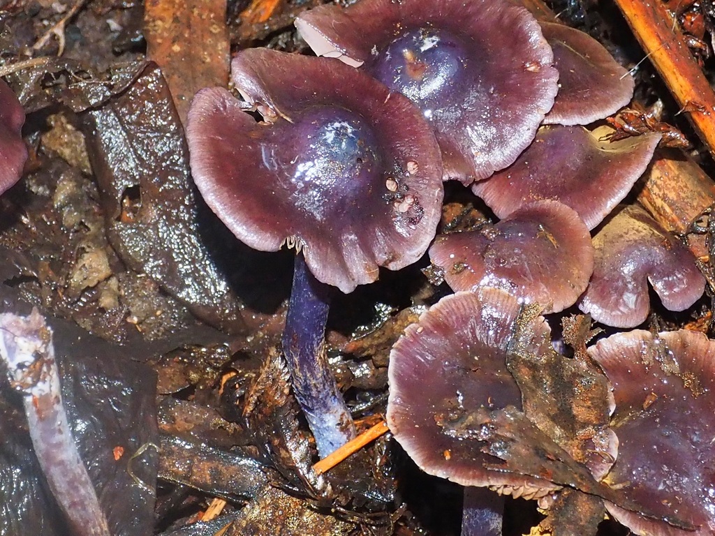 Thaxterogaster submagellanicus from Benwerrin VIC 3235, Australia on ...