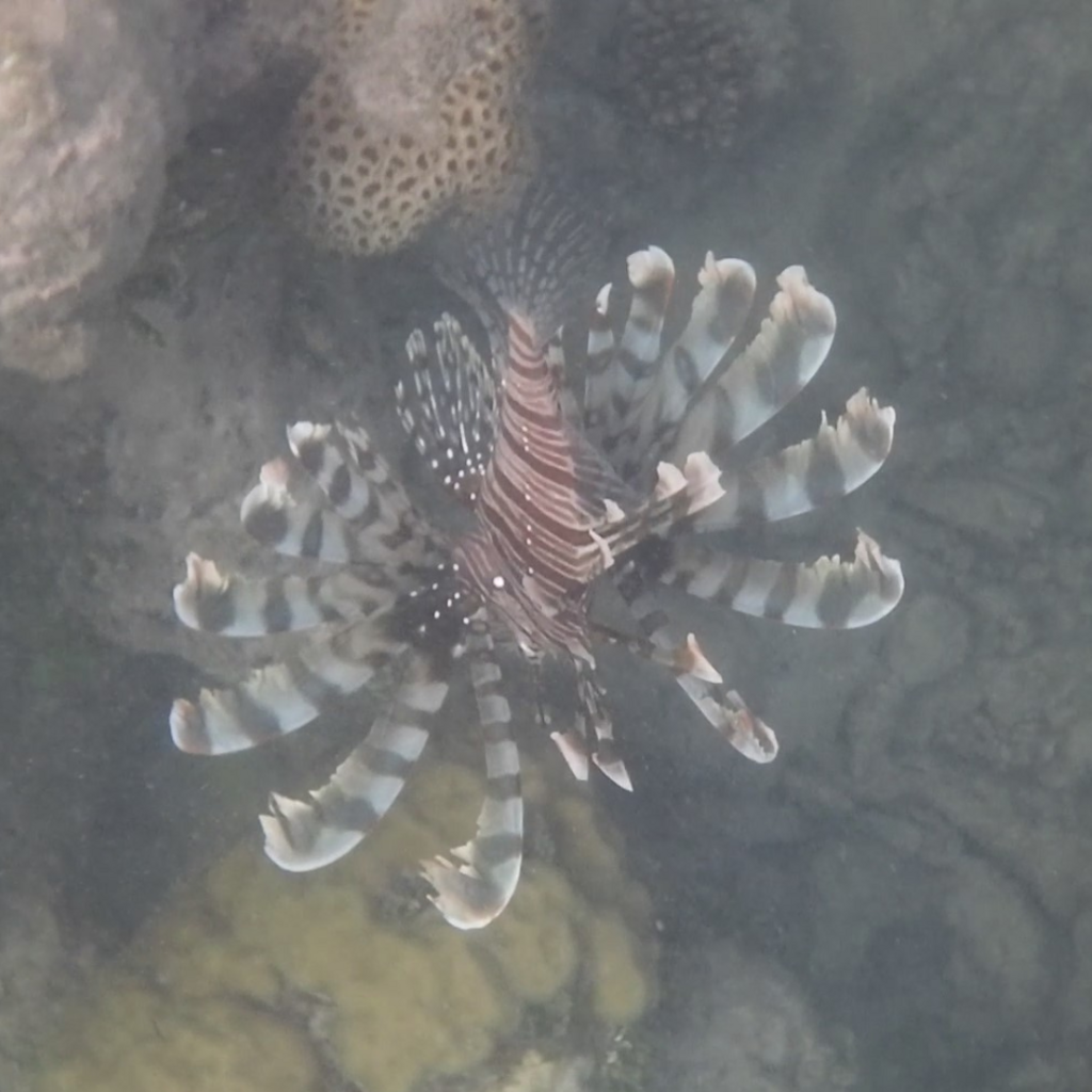 Common Lionfish from Cairns, QLD, Australia on September 14, 2023 at 08 ...