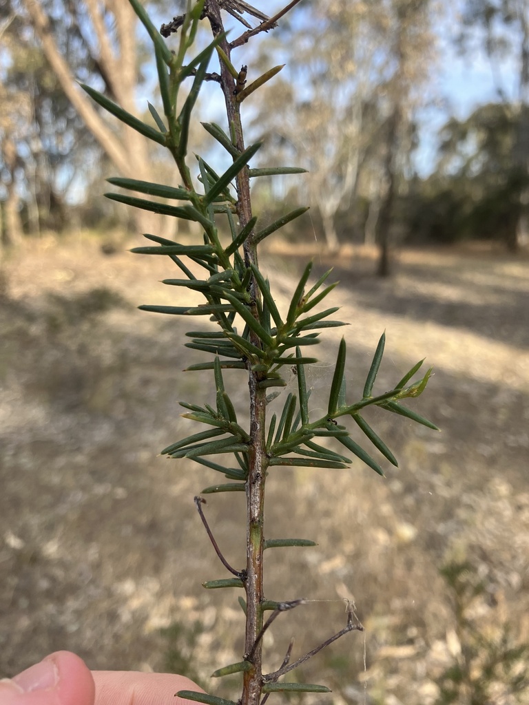 Spreading Wattle from Monea North N.C.R., Longwood, VIC, AU on November ...