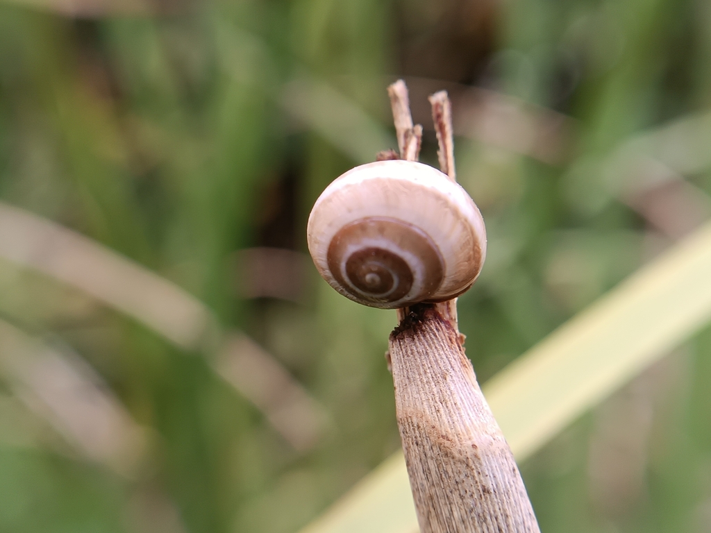 Monacha syriaca from פתח תקווה, ישראל on November 20, 2023 at 03:03 PM ...