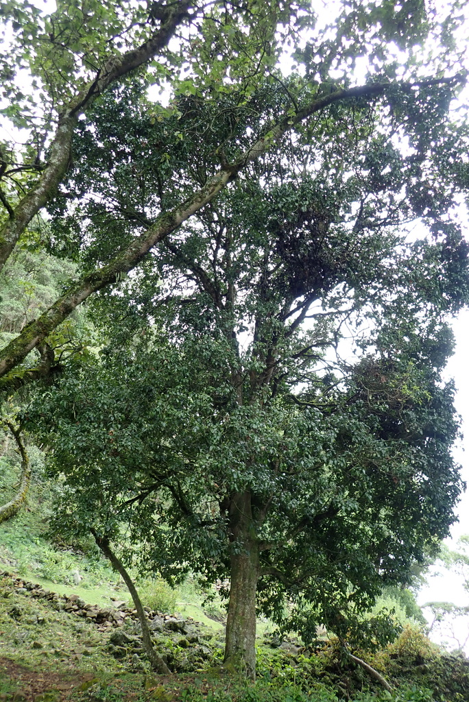 Something from Gaamo, Ethiopia on October 17, 2023 at 03:59 PM by Odile ...