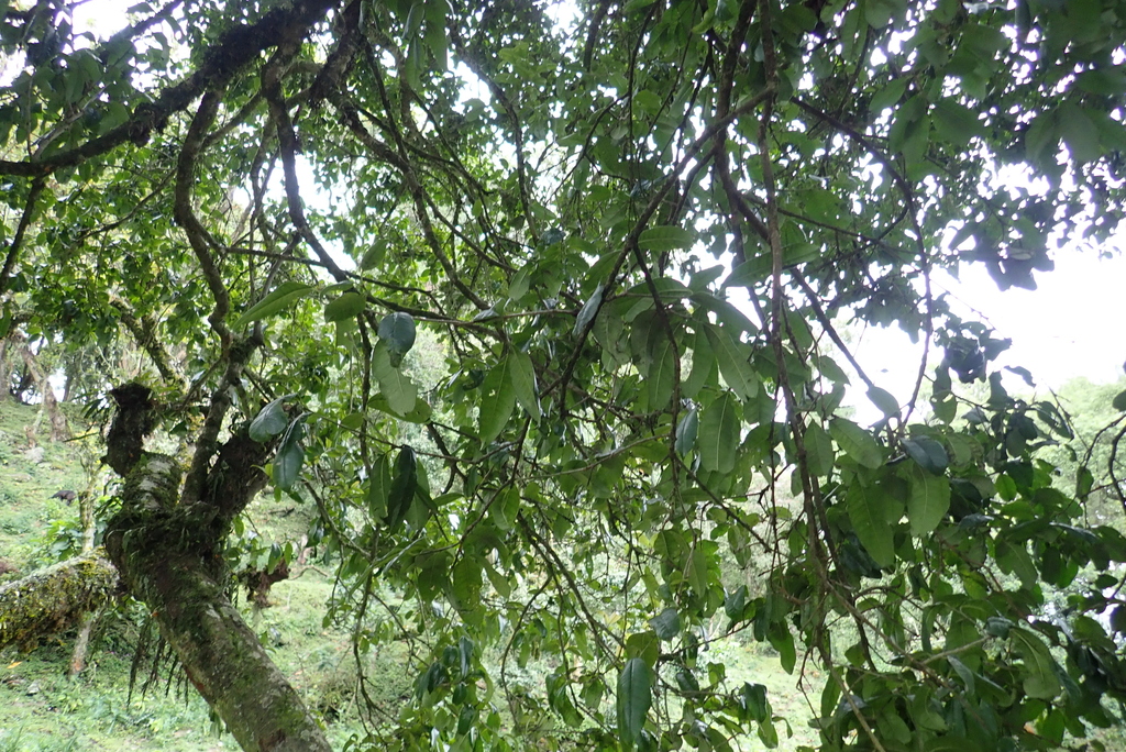 Something from Gaamo, Ethiopia on October 17, 2023 at 04:00 PM by Odile ...