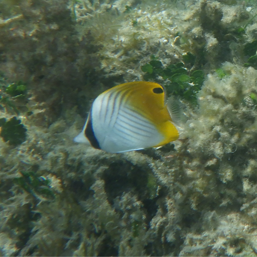Threadfin Butterflyfish from Cairns, QLD, Australia on September 15 ...