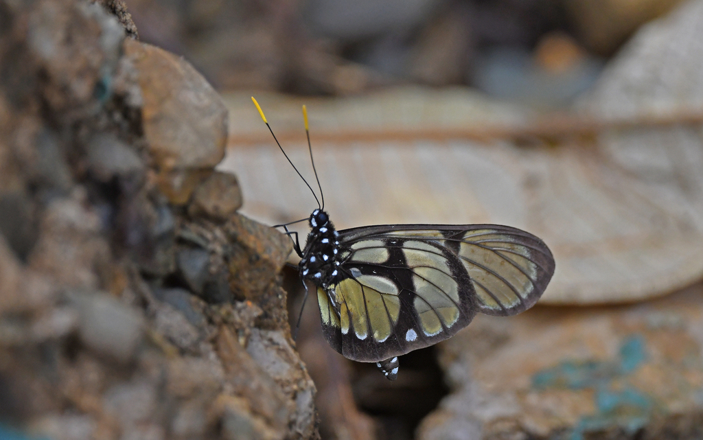 Patia orise from Paucartambo Province, Peru on September 16, 2023 at 10 ...