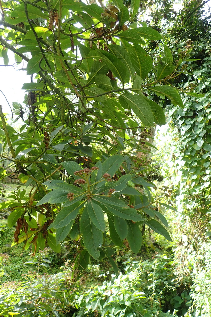 ironweeds from Gaamo, Ethiopia on October 17, 2023 at 03:48 PM by Odile ...