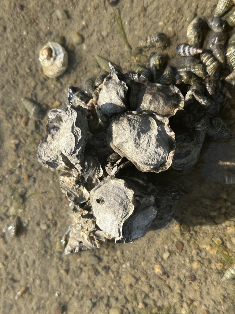 Hooded oyster from Kinmen, Fujian, Taiwan on November 21, 2023 at 02:14 ...