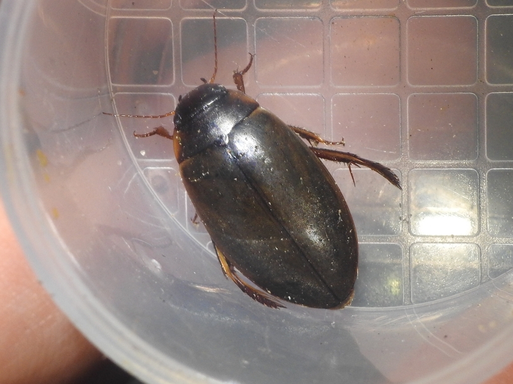 large-grooved diving beetle from Nord, Nord-Pas-de-Calais, FR on ...