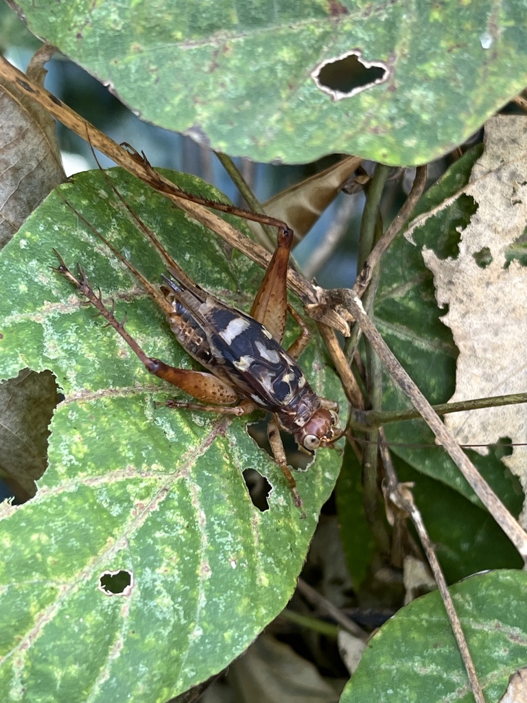 Cardiodactylus guttulus in November 2023 by Nakatada Wachi · iNaturalist