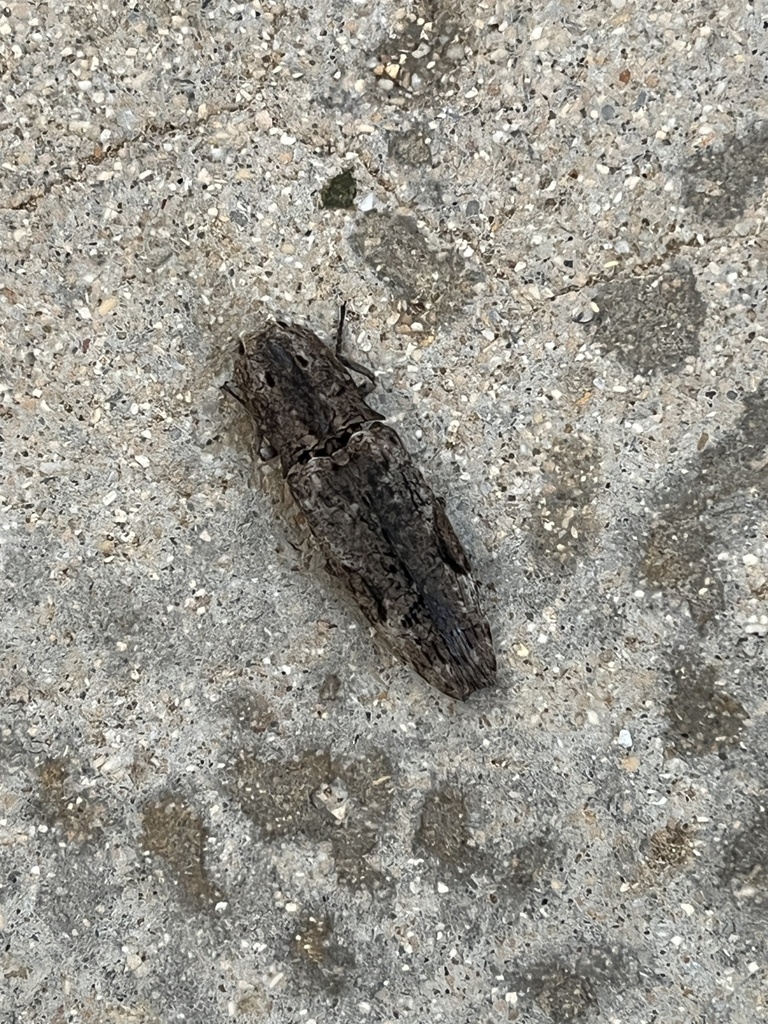 Cryptalaus larvatus larvatus in November 2023 by Nakatada Wachi ...