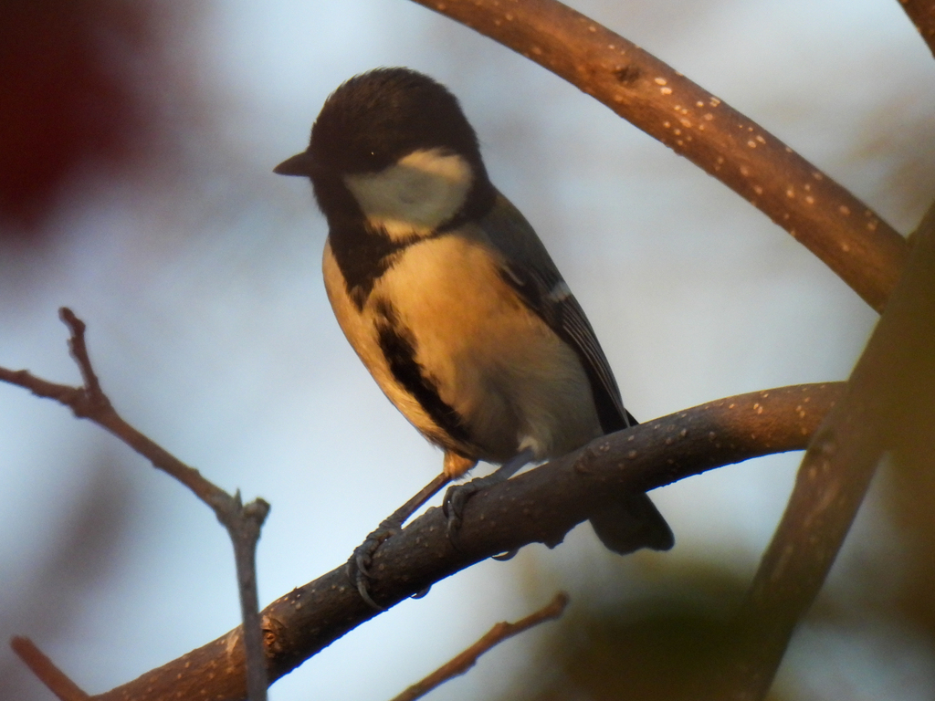 Parus minor minor from Shinkawa, Mitaka, Tokyo 181-0004, Japan on ...
