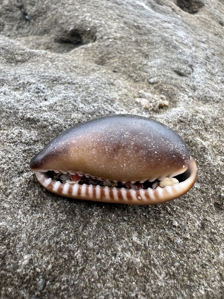 Cowries from Meroo National Park, Termeil, NSW, AU on November 21, 2023 ...
