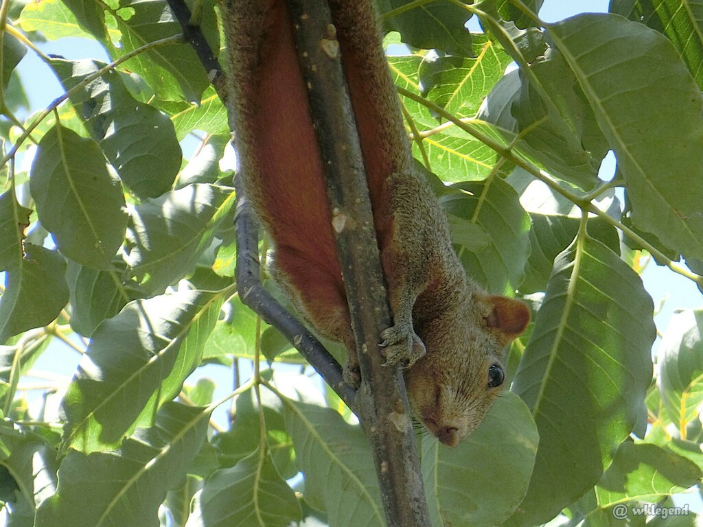 Pallas' Squirrel from Hong Kong on November 21, 2023 at 12:13 PM by ...