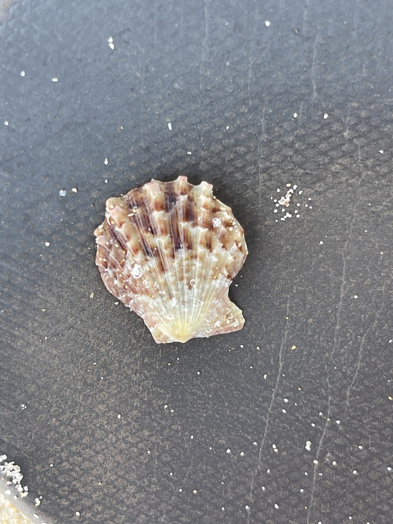 Livid Fan Scallop from Fingal Bay, Fingal Bay, NSW, AU on November 21 ...