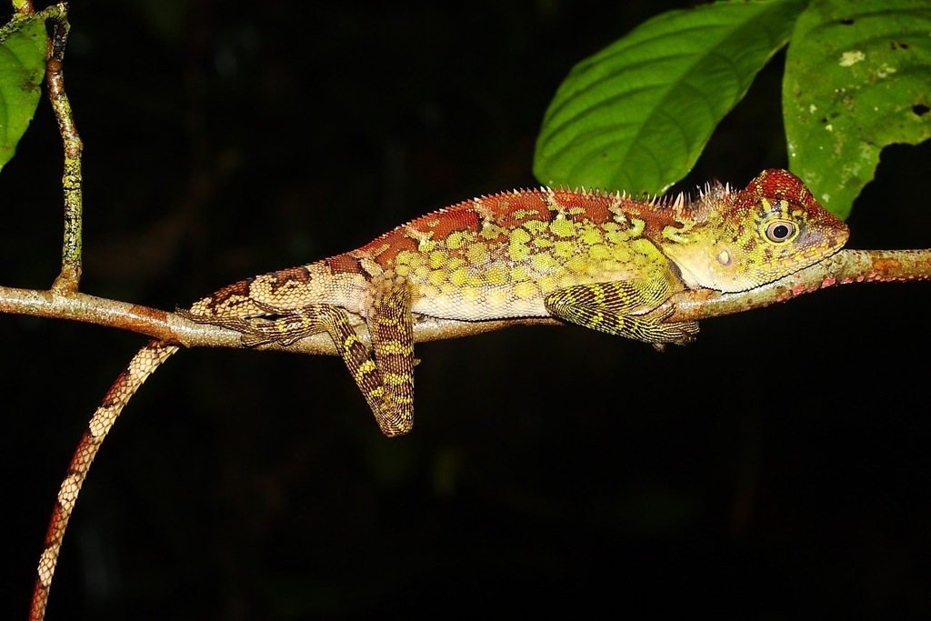 Borneo Forest Dragon from Amo, Brunei on 11 February, 2015 at 12:32 PM ...