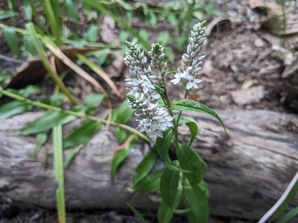 derwent speedwell from Heathmont VIC 3135, Australia on November 21 ...