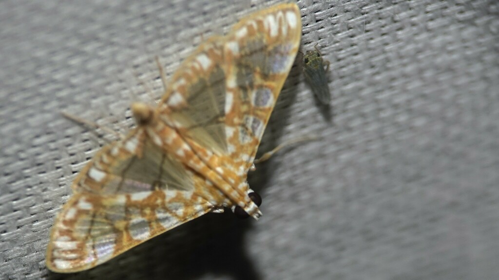Variegated Pearl from BNHS CEC on November 4, 2023 at 07:55 PM by ...