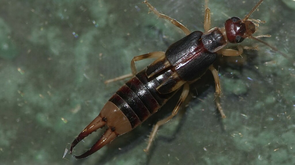 Shore Earwig from BNHS CEC on November 4, 2023 at 07:51 PM by Dinesh ...