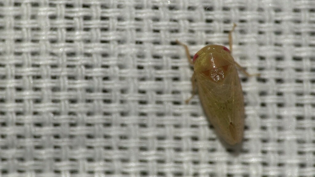 Batracomorphus from BNHS CEC on November 4, 2023 at 07:40 PM by Dinesh ...