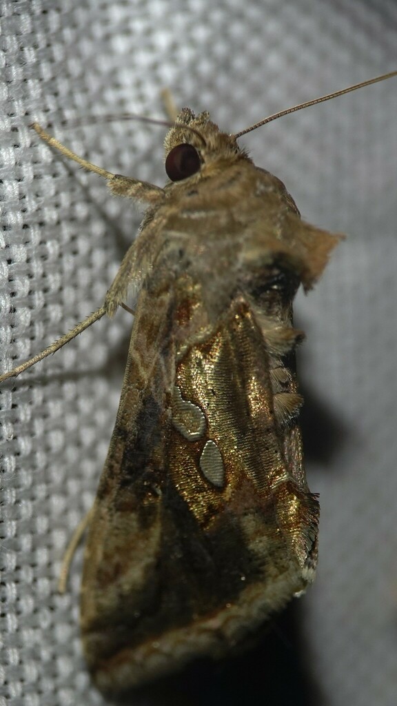 Green Garden Looper from BNHS CEC on November 4, 2023 at 07:57 PM by ...