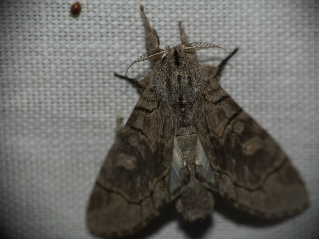 Teleclita centristicta from BNHS CEC on November 4, 2023 at 07:30 PM by ...