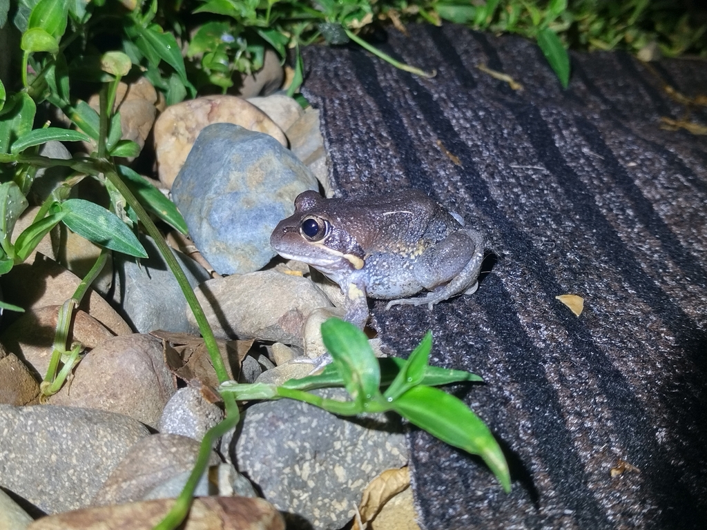 Northern Banjo Frog from Springwood Rd at Karawatha Street, Springwood ...