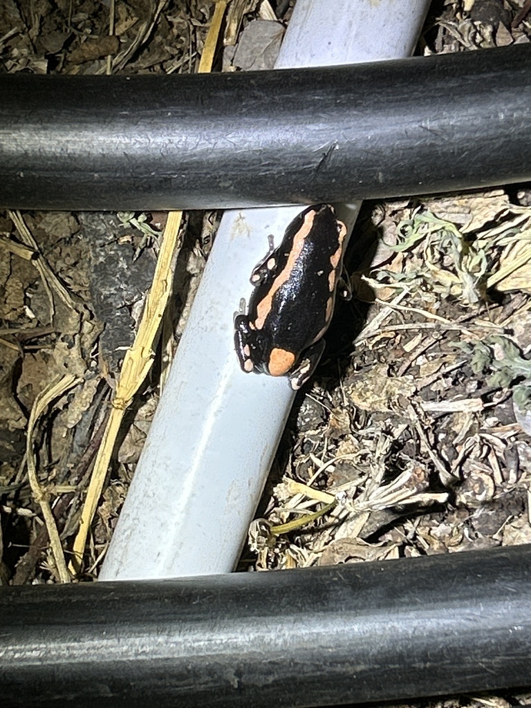 Red-Banded Rubber Frog from Lubombo, SZ on November 20, 2023 at 08:48 ...