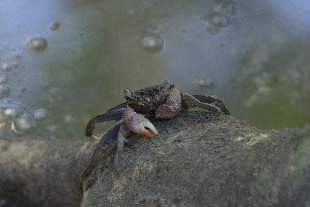 Episesarma from Lim Chu Kang, Singapore on November 20, 2023 at 02:45 ...