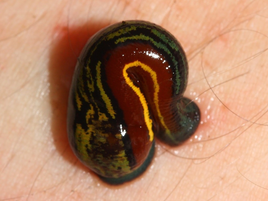 Tiger Leech from Amo, Brunei on 10 February, 2015 at 01:24 PM by Zdeněk ...