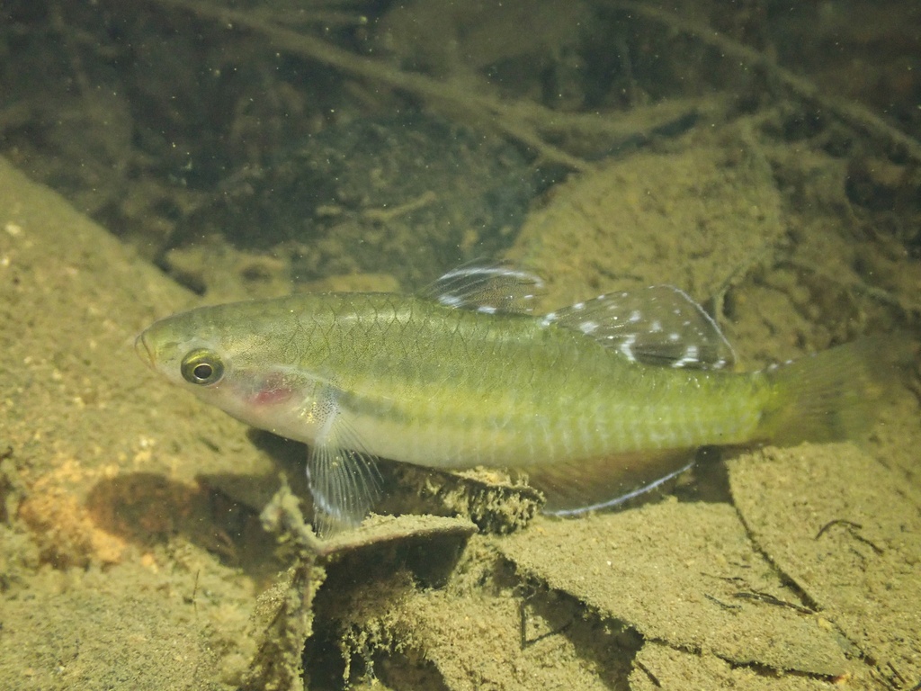 Tropical carp gudgeon in August 2023 by Tse Chung Yi. 9cm ( the female ...