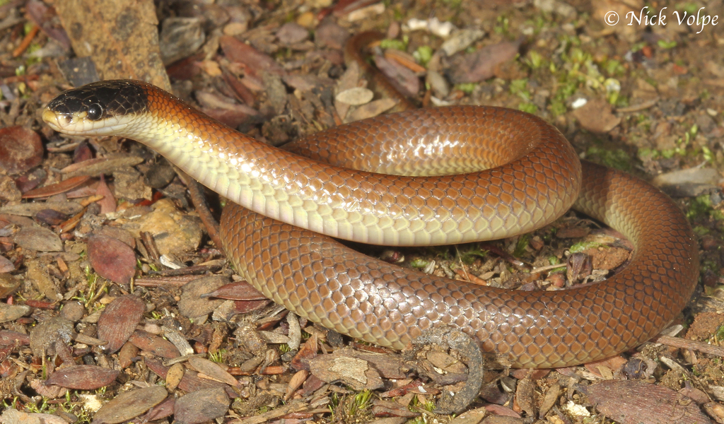 Variable Black-naped Snake from Huntly VIC 3551, Australia on June 22 ...