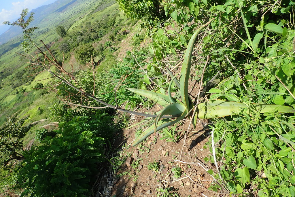 Aloe gilbertii megalacanthoides in October 2023 by Odile Weber ...