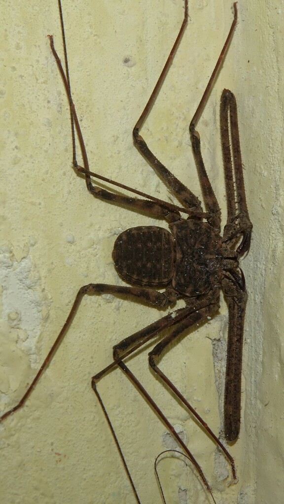 Phrynichus phipsoni from BNHS CEC on November 4, 2023 at 09:12 PM by ...