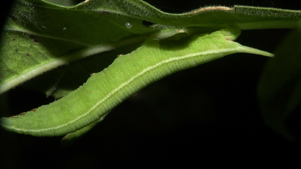 Purple Dwarf Hummingbird Hawk Moth from BNHS CEC on November 4, 2023 at ...