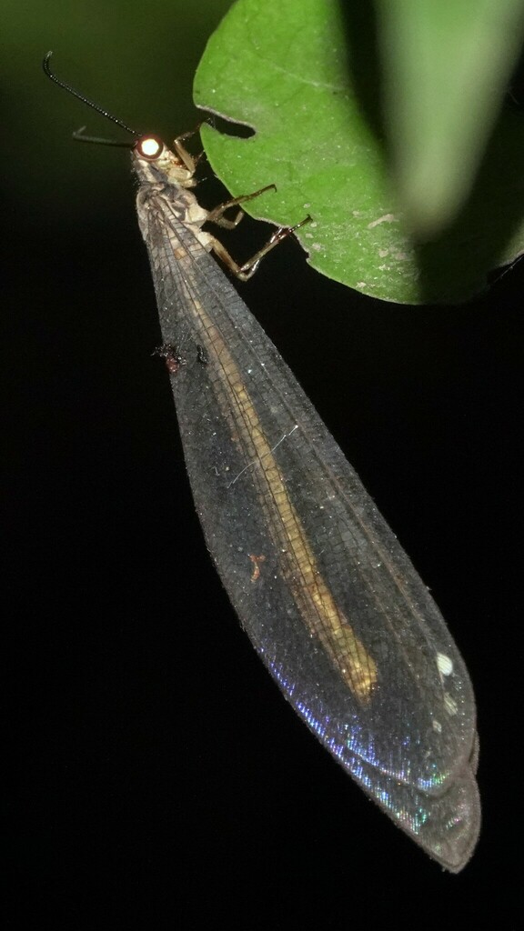 Pit-trapping Antlions from BNHS CEC on November 4, 2023 at 09:57 PM by ...