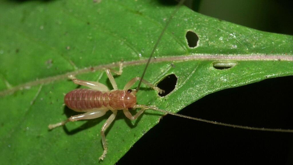 Trigs and Sword-tailed Crickets from BNHS CEC on November 4, 2023 at 09 ...