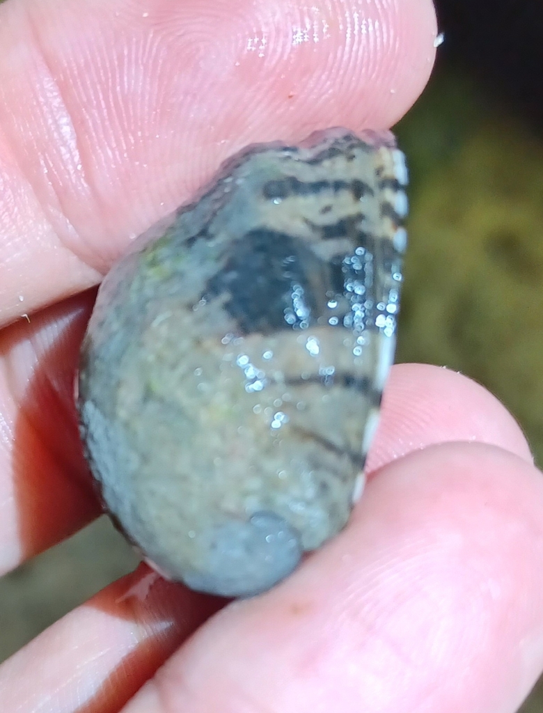 blotched nerite from Australia on November 21, 2023 at 09:18 PM by ...