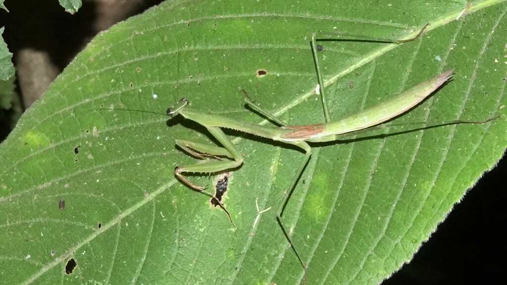 Cotigaonopsis providenceae from BNHS CEC on November 4, 2023 at 10:14 ...