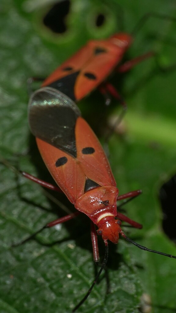 Red Cotton Stainer from BNHS CEC on November 4, 2023 at 10:19 PM by ...