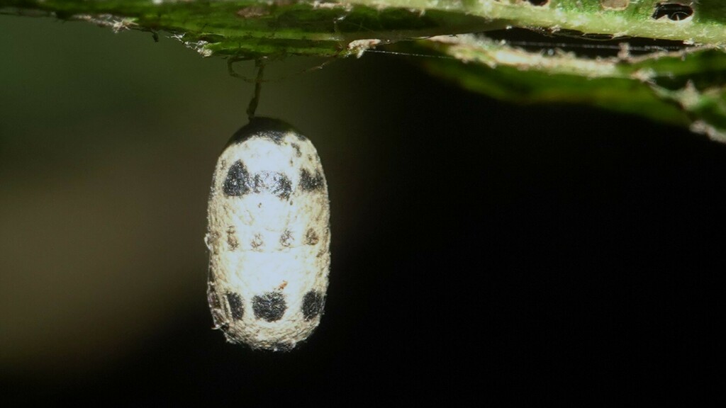 Charops from BNHS CEC on November 4, 2023 at 10:41 PM by Dinesh Sharma ...