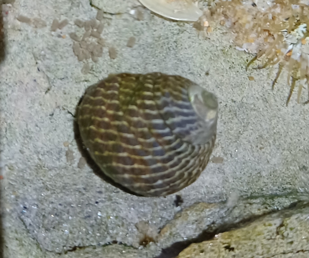 Zebra Top Snail from Australia on November 21, 2023 at 09:14 PM by ...
