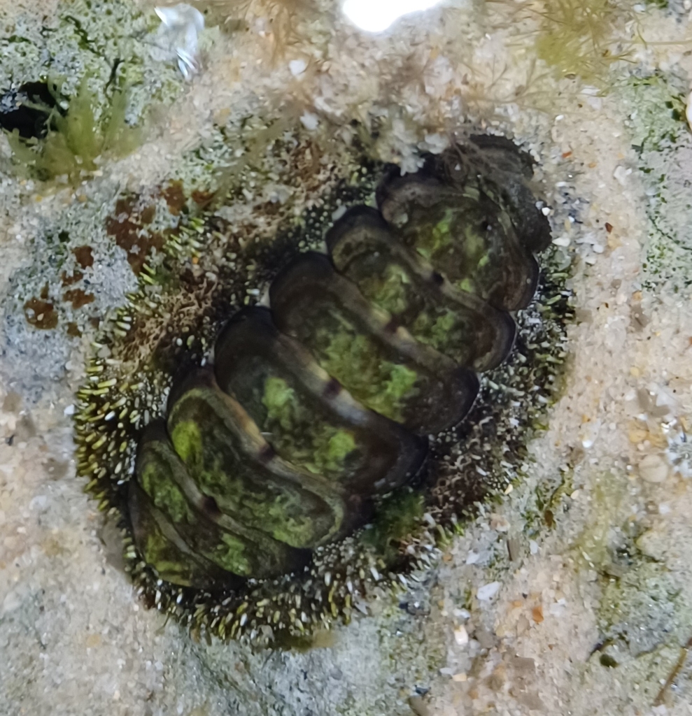 Liolophura gaimardi from Australia on November 21, 2023 at 09:14 PM by ...