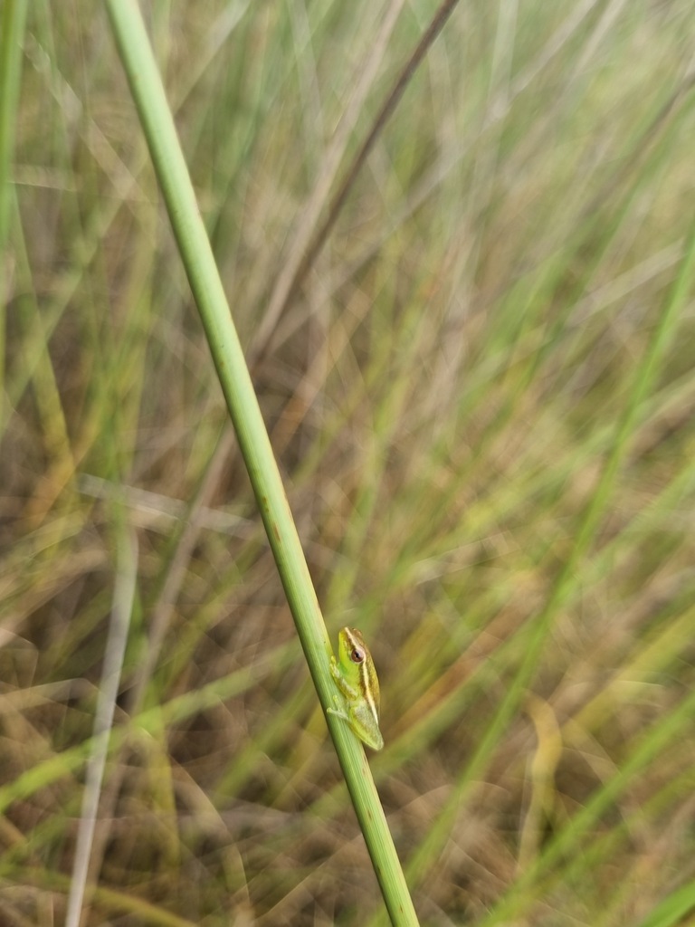 Dartevelle's Reed Frog from Mwinilunga, Zambia on October 15, 2023 at ...