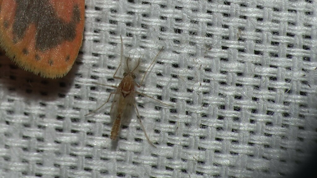 Tanypods from BNHS CEC on November 04, 2023 at 11:00 PM by Dinesh ...