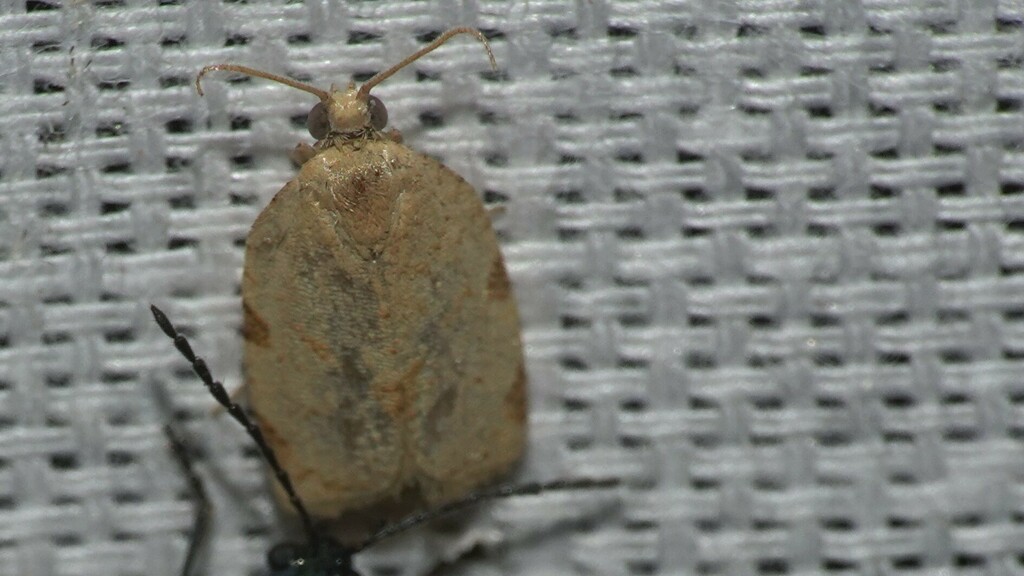 Clepsis from BNHS CEC on November 4, 2023 at 11:05 PM by Dinesh Sharma ...