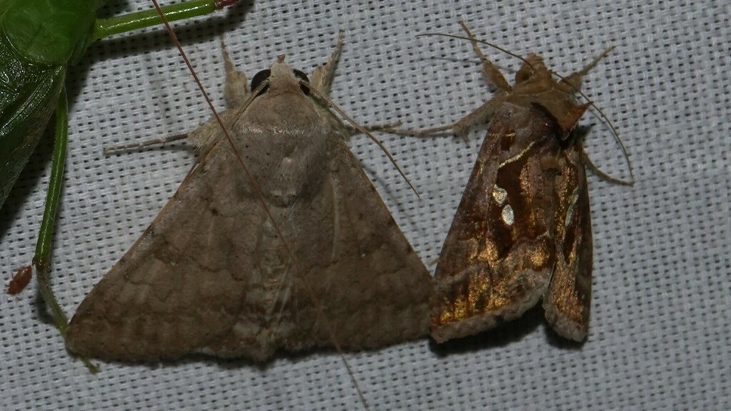 Green Garden Looper from BNHS CEC on November 4, 2023 at 11:06 PM by ...