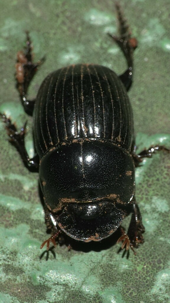 Copris repertus from BNHS CEC on November 4, 2023 at 11:13 PM by Dinesh ...