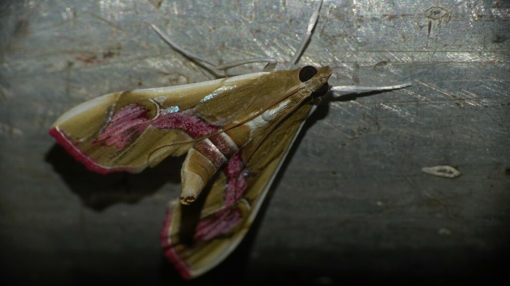 Coral Tree Moth from BNHS CEC on November 4, 2023 at 11:18 PM by Dinesh ...